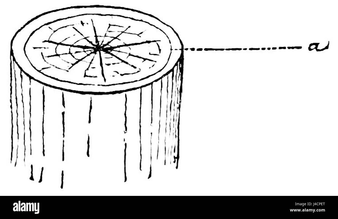 Cross section of stem Black and White Stock Photos & Images - Alamy