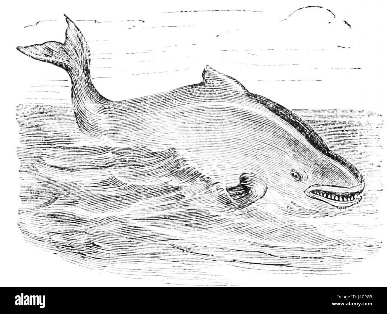 Porpoise drawing hi-res stock photography and images - Alamy