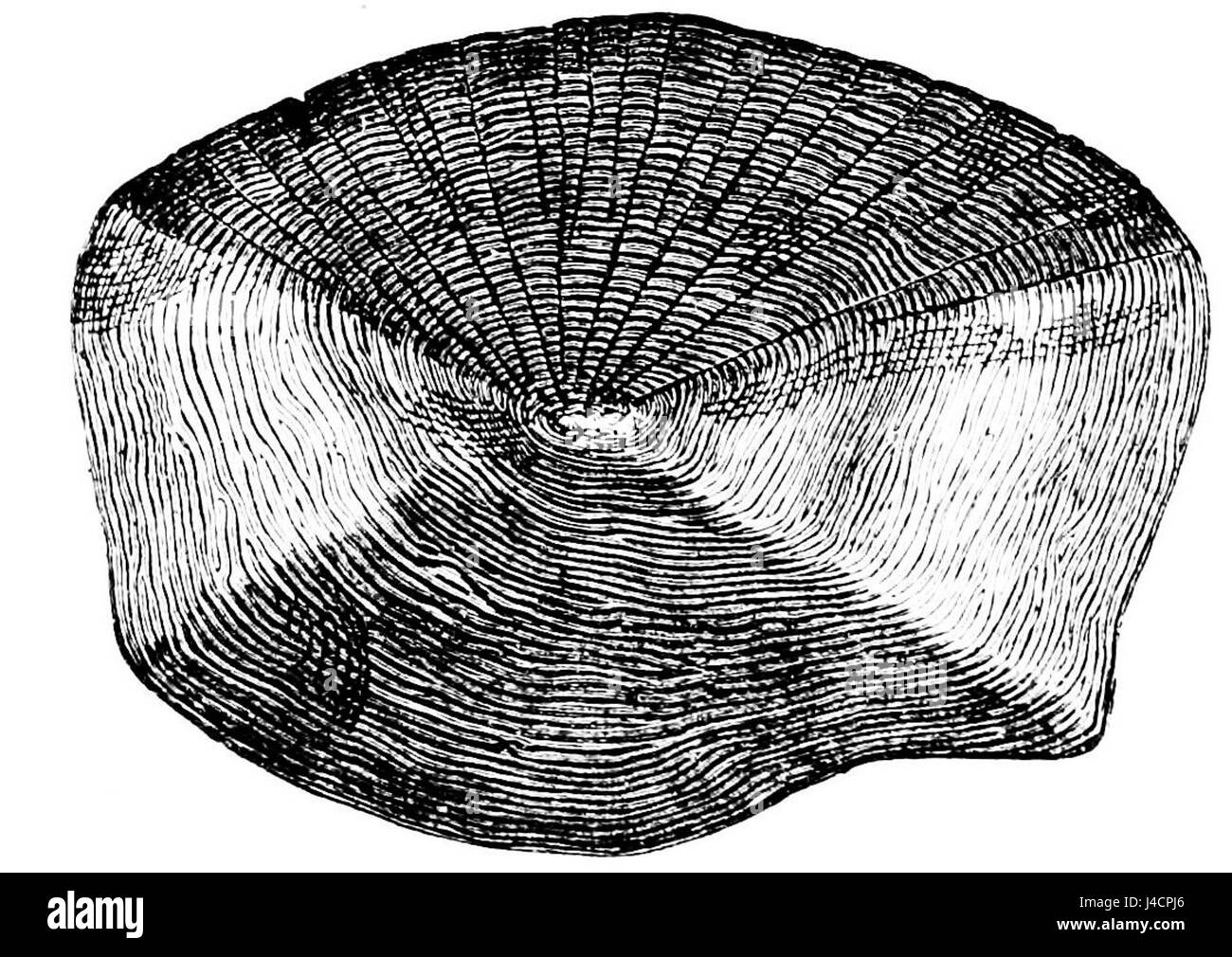 PSM V35 D072 Scale of bream Stock Photo - Alamy