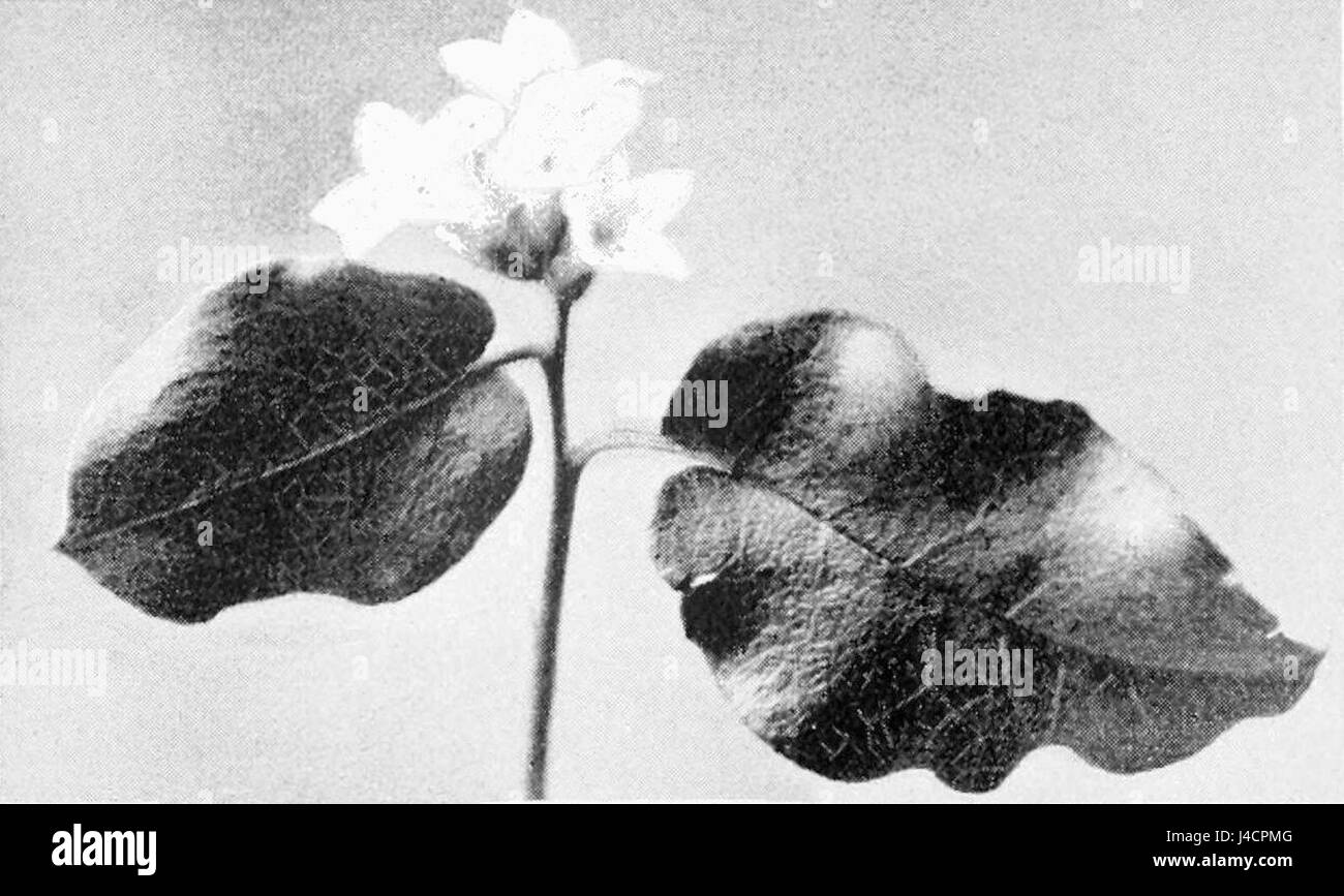 Mayflower line drawing hi-res stock photography and images - Alamy