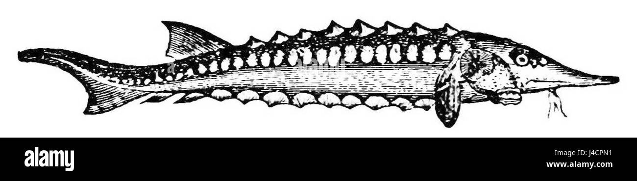 Sturgeon drawing hi-res stock photography and images - Alamy