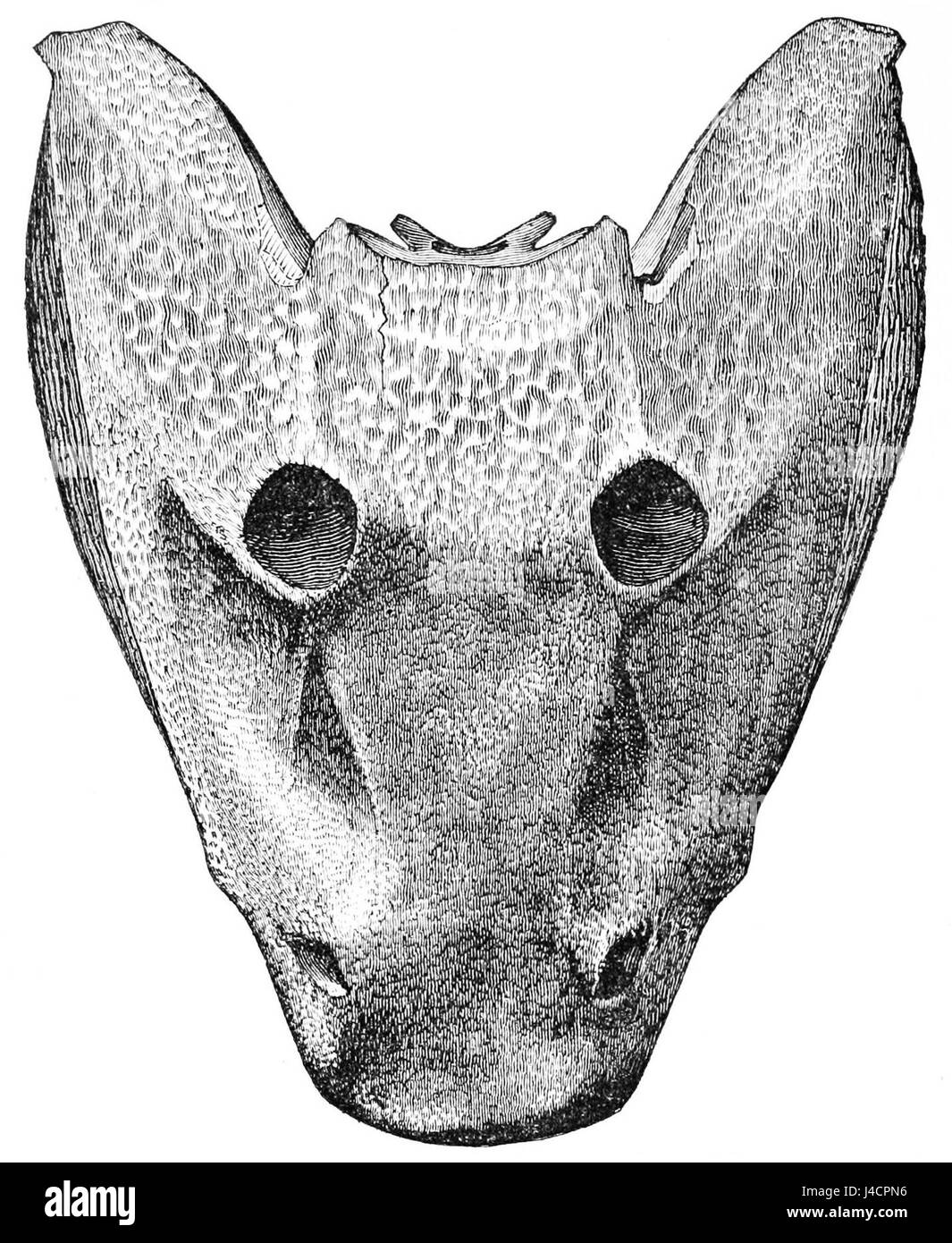 PSM V27 D633 Skull of eryops megacephalus Stock Photo - Alamy
