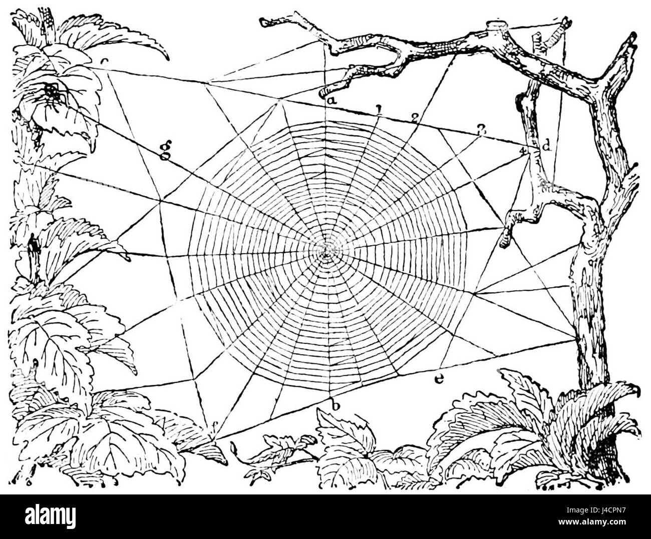 â€˜PSM V33 D817â€™ illustrates the web of a garden spider, showcasing ...