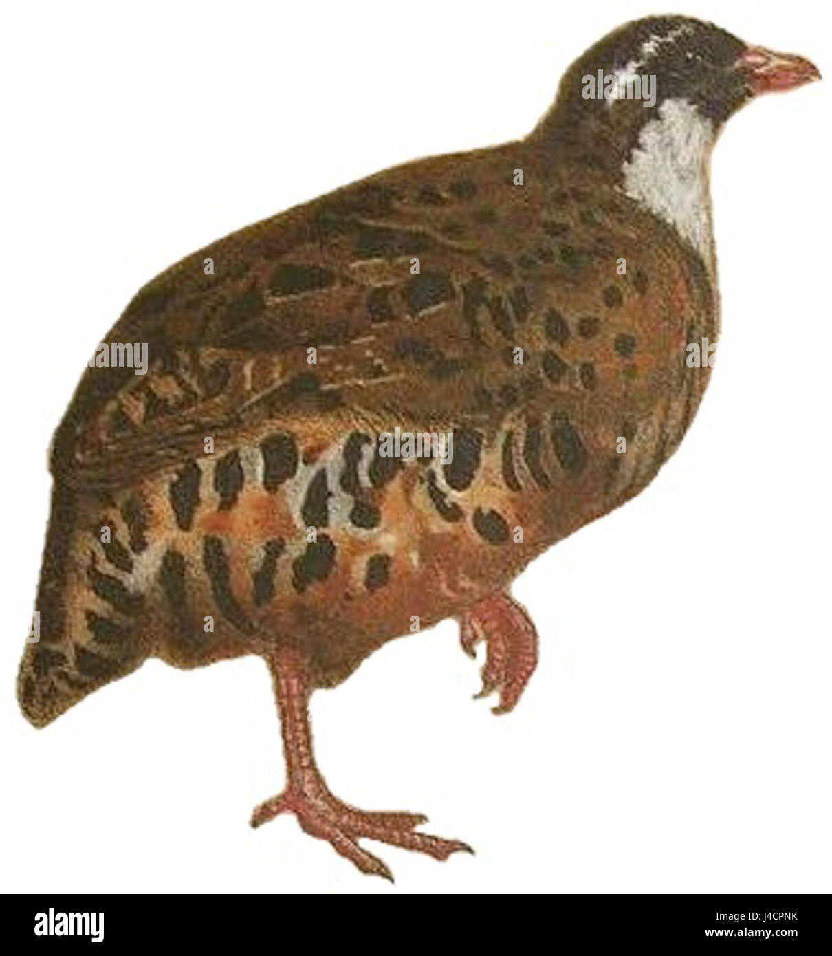Native partridge species Cut Out Stock Images & Pictures - Alamy