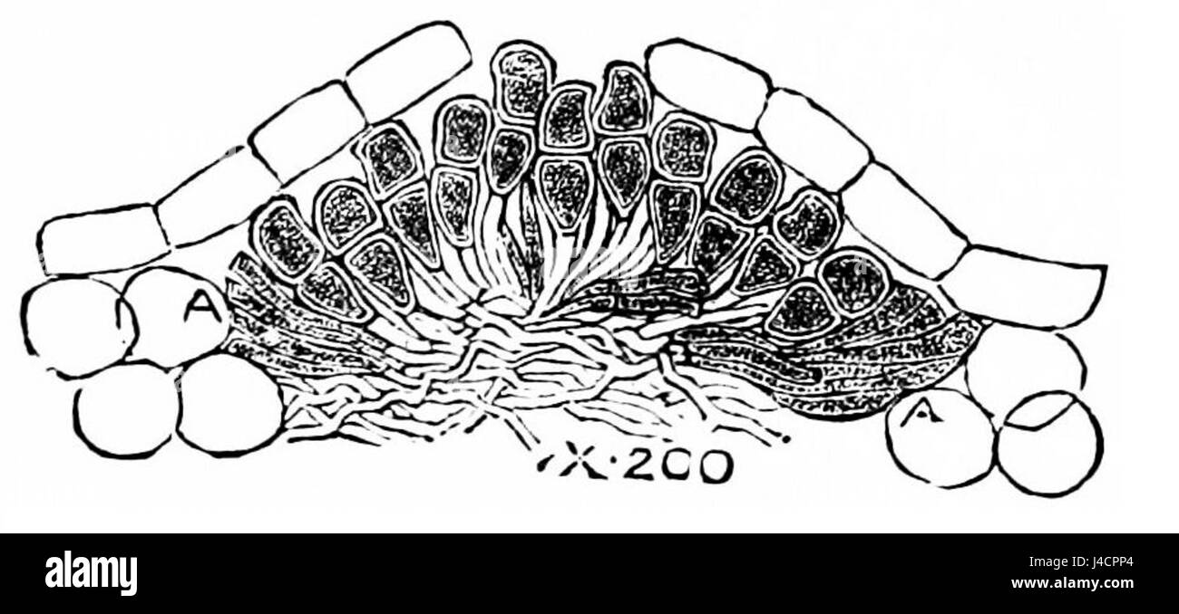 Postule hi-res stock photography and images - Alamy