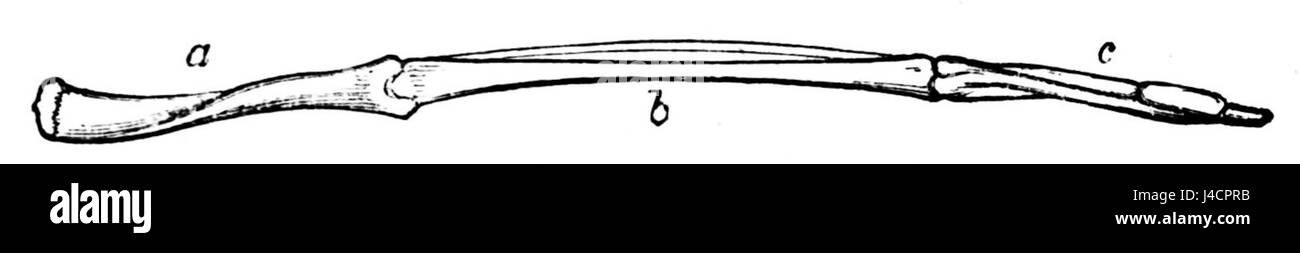 Detailed wing structure Cut Out Stock Images & Pictures - Alamy