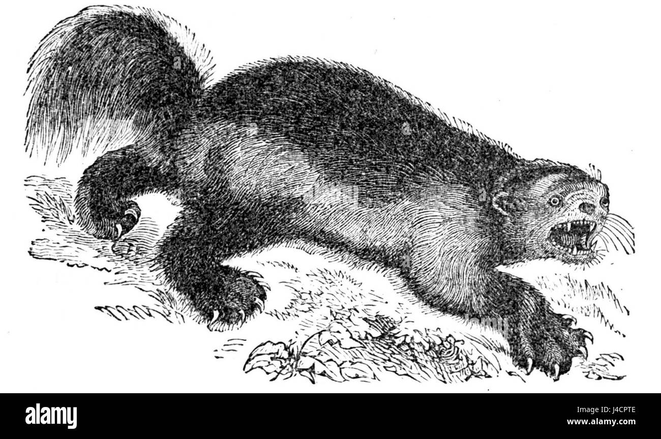 Wolverine map hi-res stock photography and images - Alamy