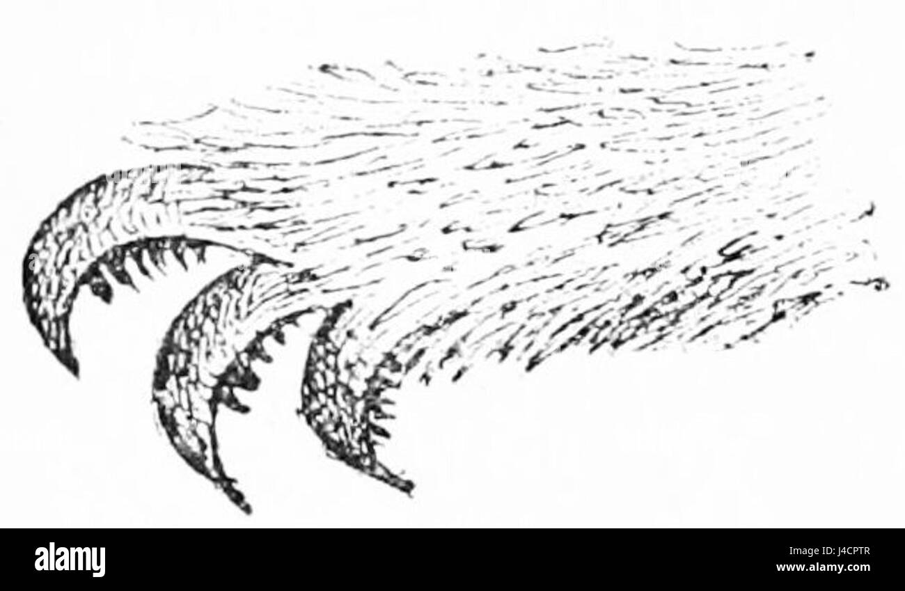 The PSM V50 D390 Spider claw enlarged refers to a scientific or ...