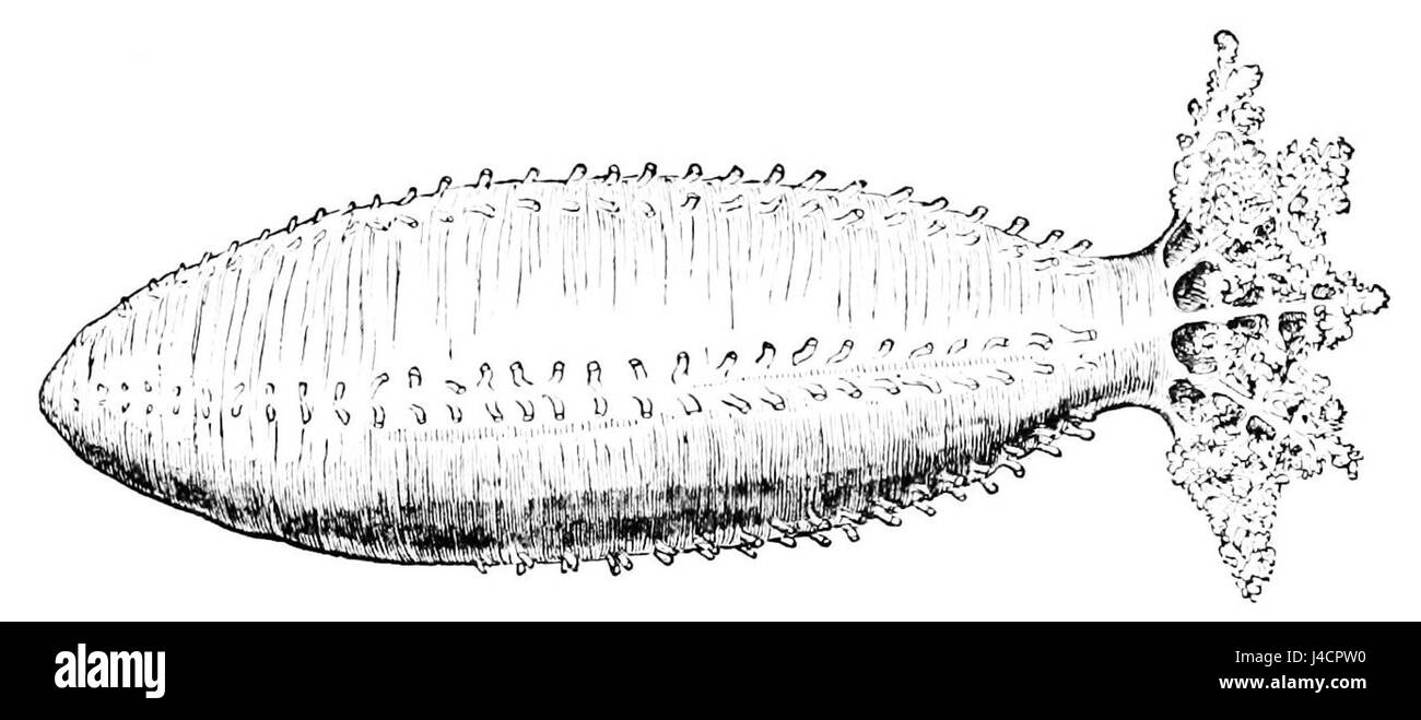How To Draw A Sea Cucumber