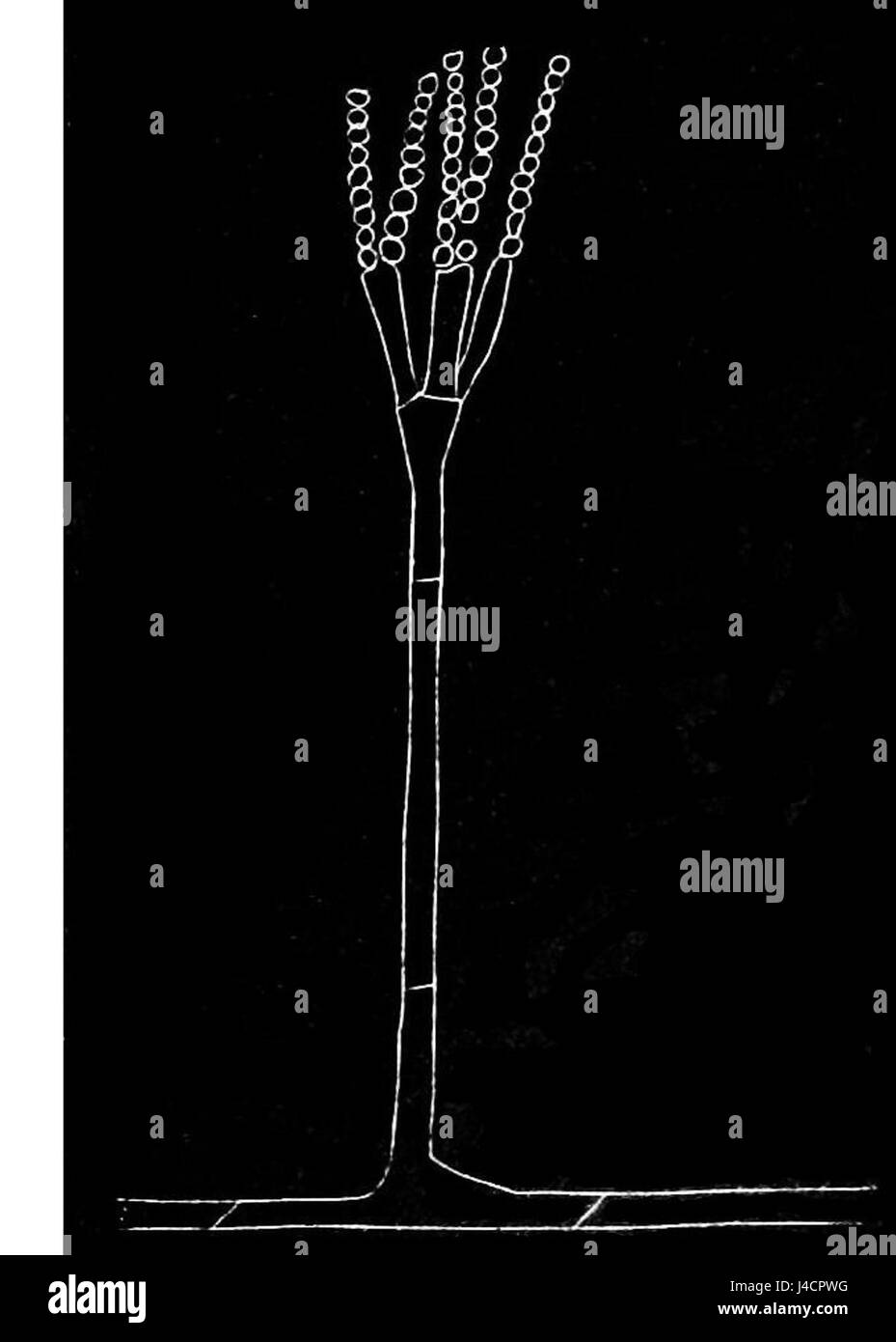 An image or study showing the fruit of green mold, likely illustrating ...