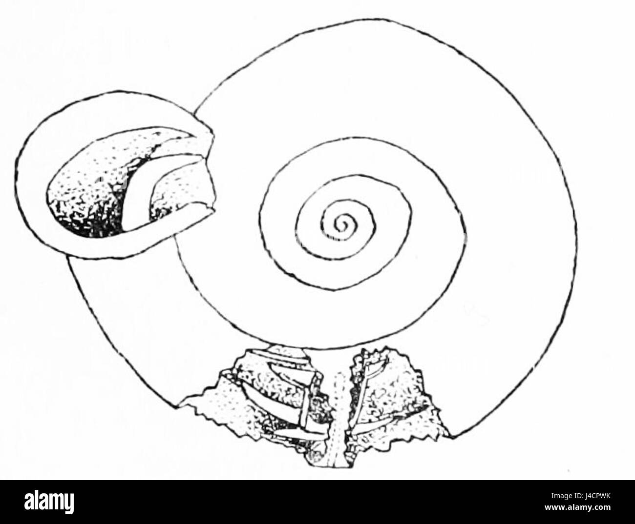 The Indian snail, scientifically known as Atopa achatina, is a species ...