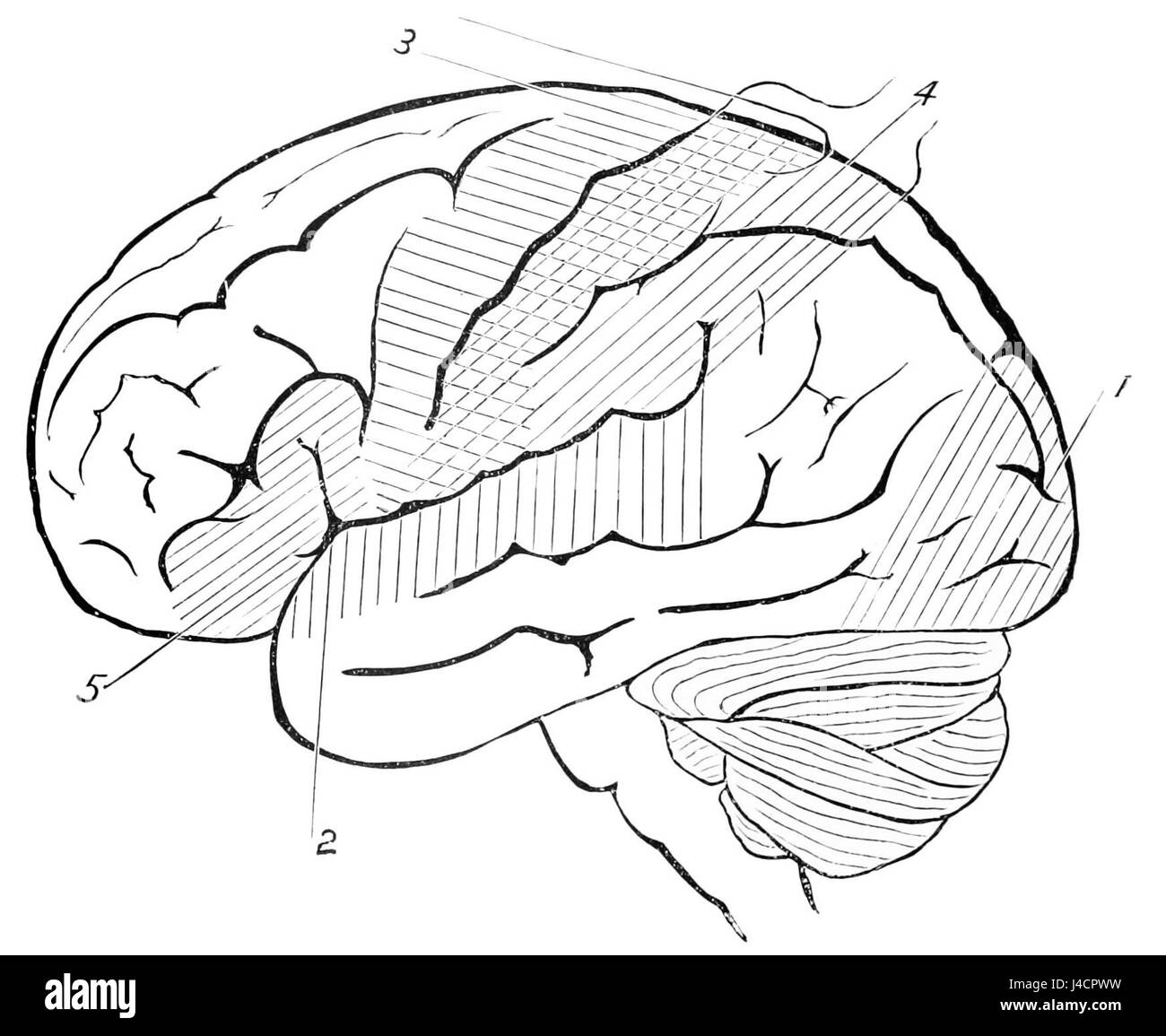 Part of a human brain Black and White Stock Photos & Images - Alamy
