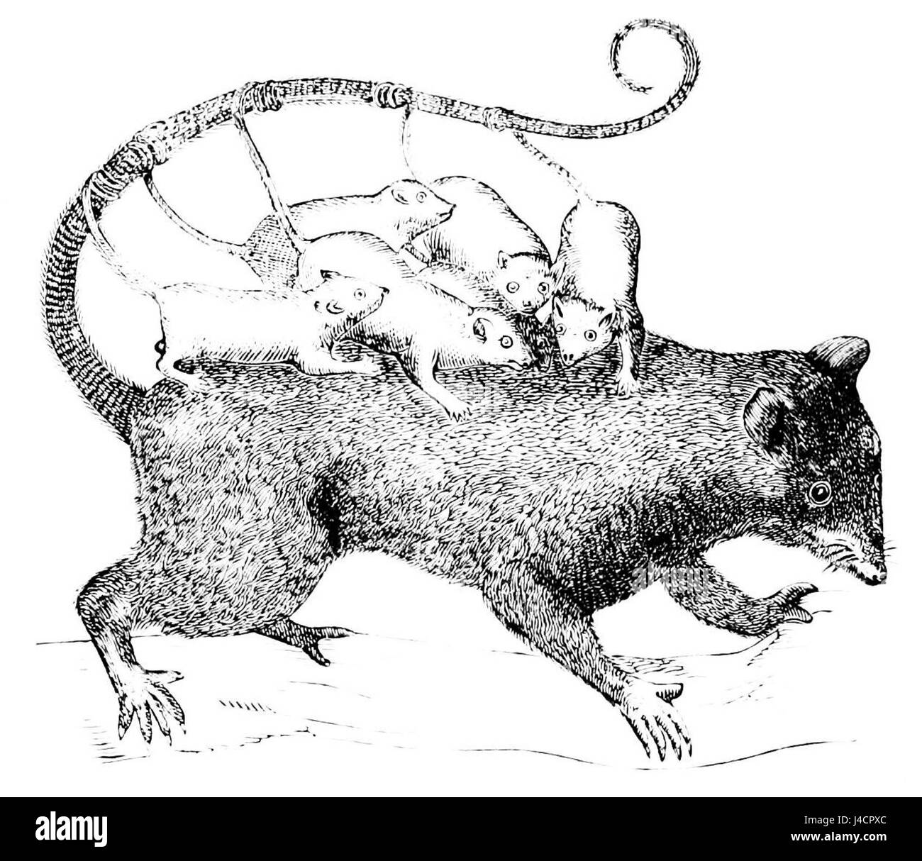Opossum illustration Cut Out Stock Images & Pictures - Alamy
