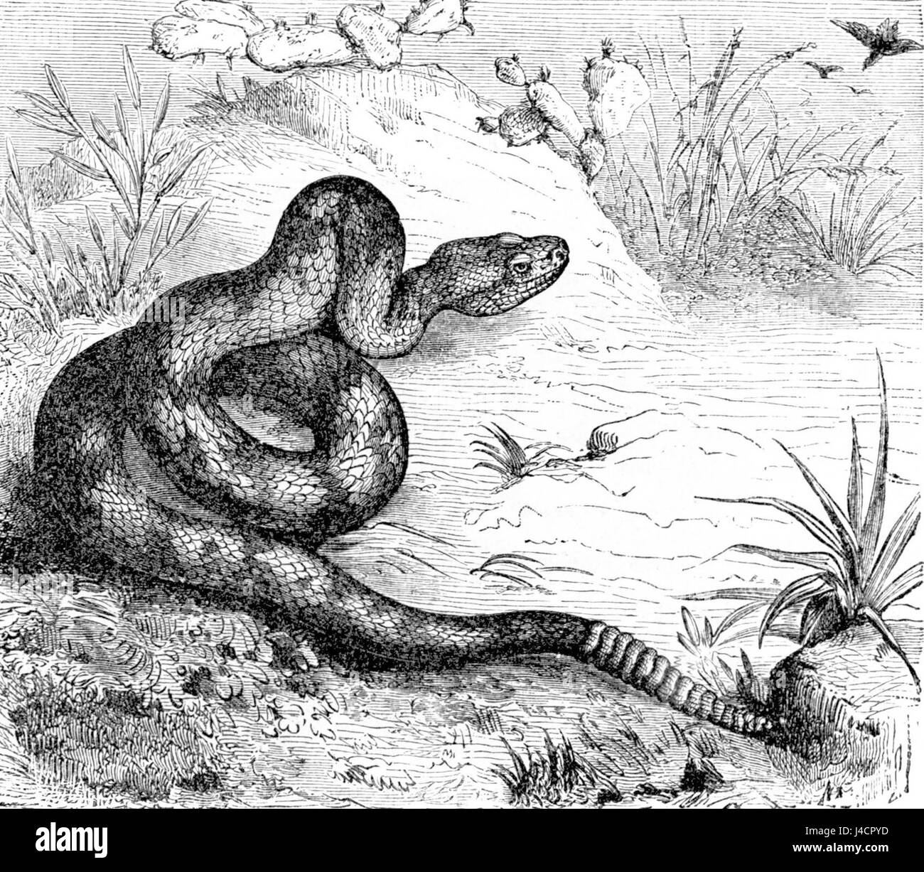 Venomous tail Black and White Stock Photos & Images - Alamy