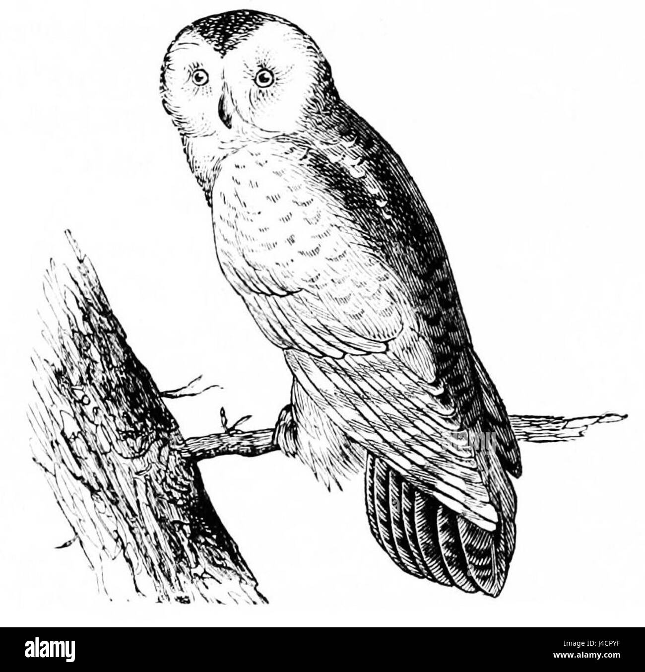 Photography of an owl Cut Out Stock Images & Pictures - Alamy