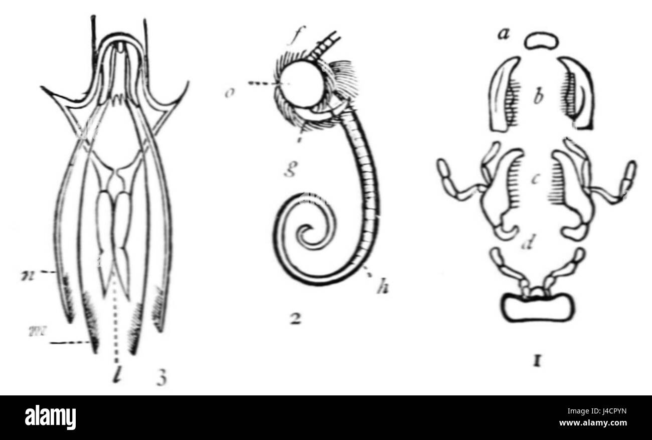 PSM V17 D236 Organs of the mouth in insects Stock Photo - Alamy