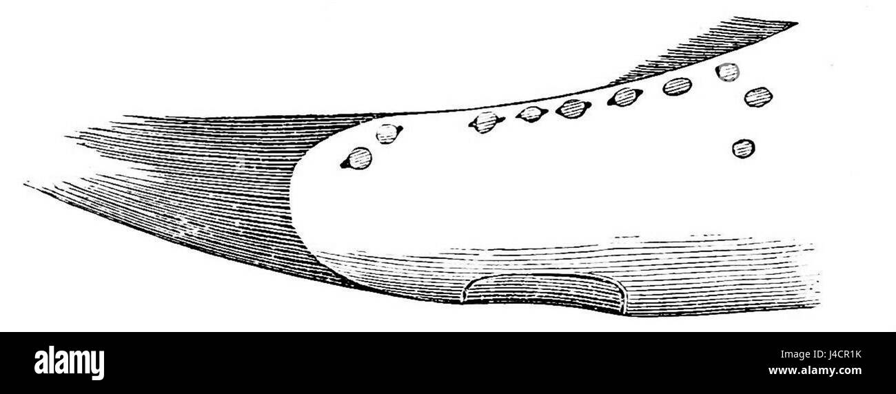 This scientific illustration shows the caudal extremity of the fish ...