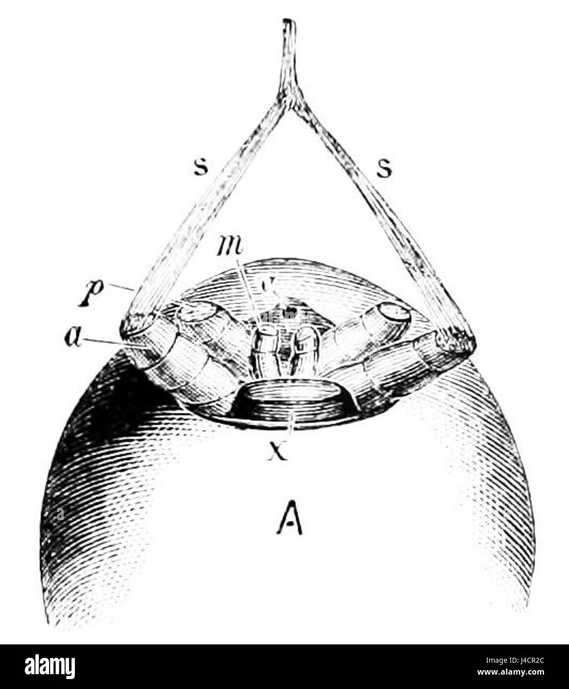Spider web drawing photo hi-res stock photography and images - Alamy