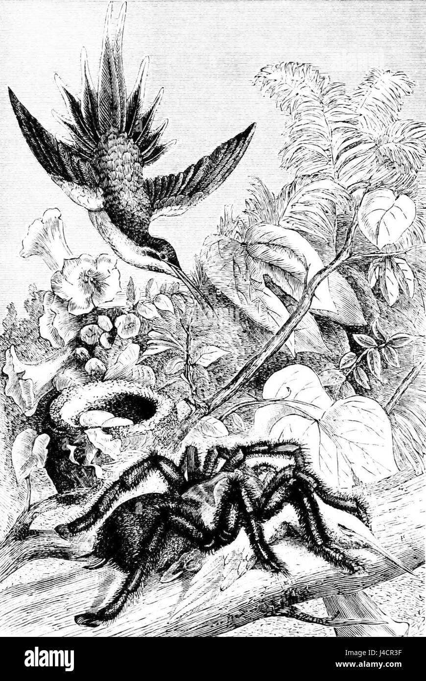 This image, from *Popular Science Monthly* (V33 D822), illustrates the ...