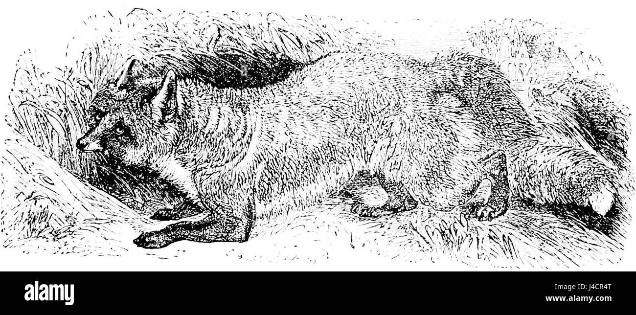 English fox hi-res stock photography and images - Alamy