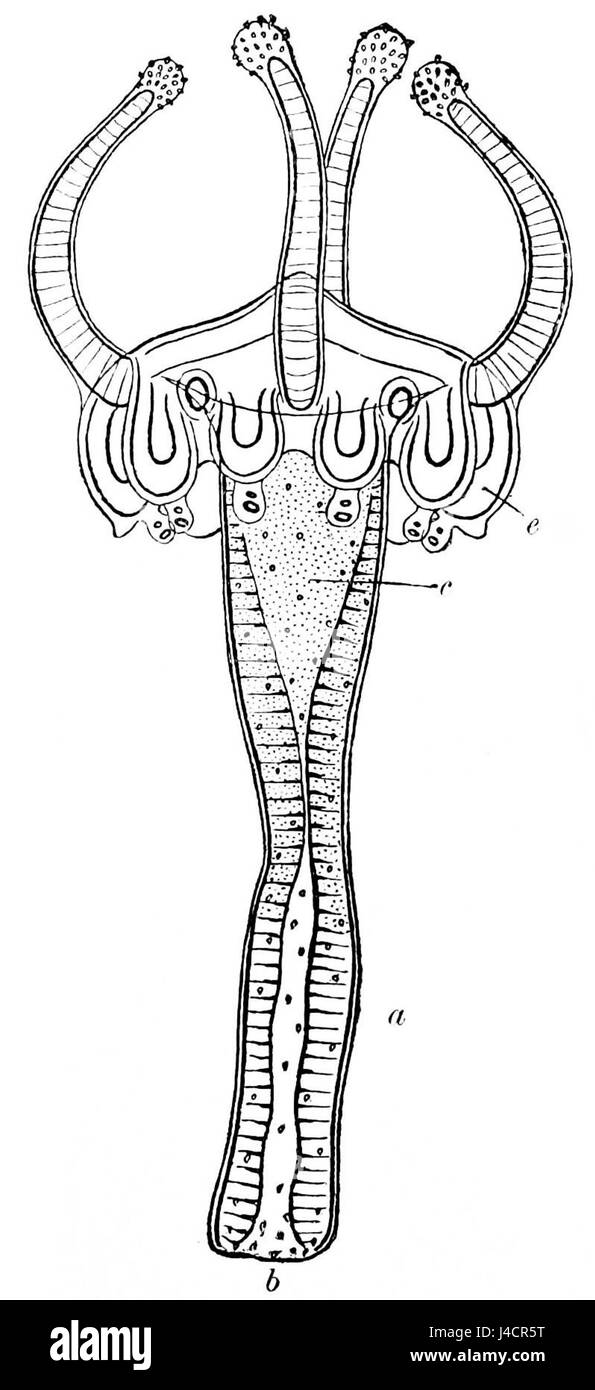 An illustration from 'Popular Science Monthly' showing Cunocantha ...