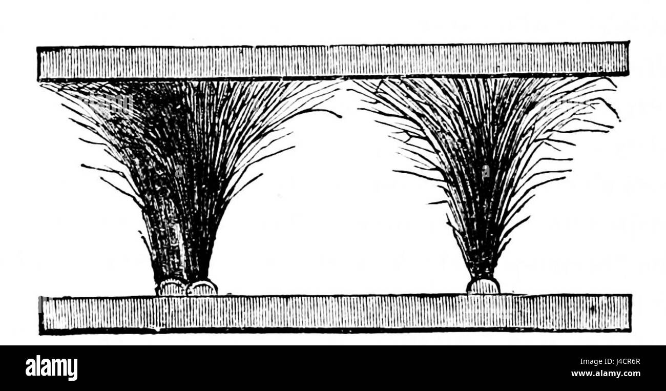 Insects interaction Black and White Stock Photos & Images - Alamy