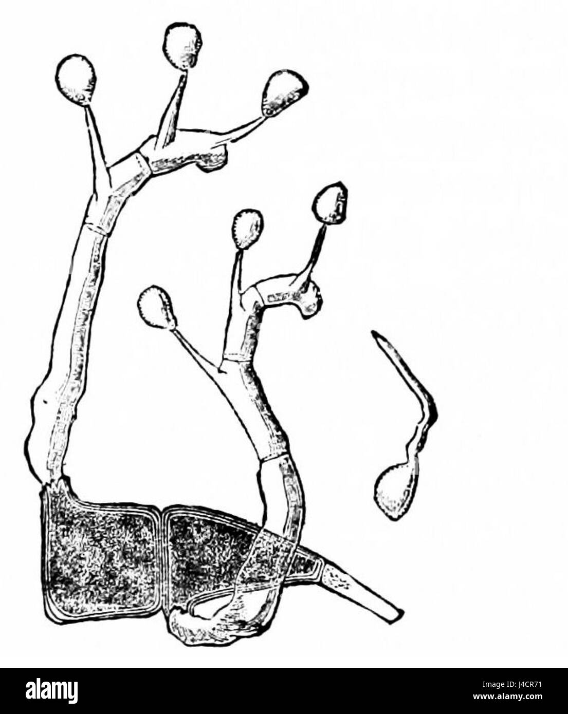 Winter health care Black and White Stock Photos & Images - Alamy