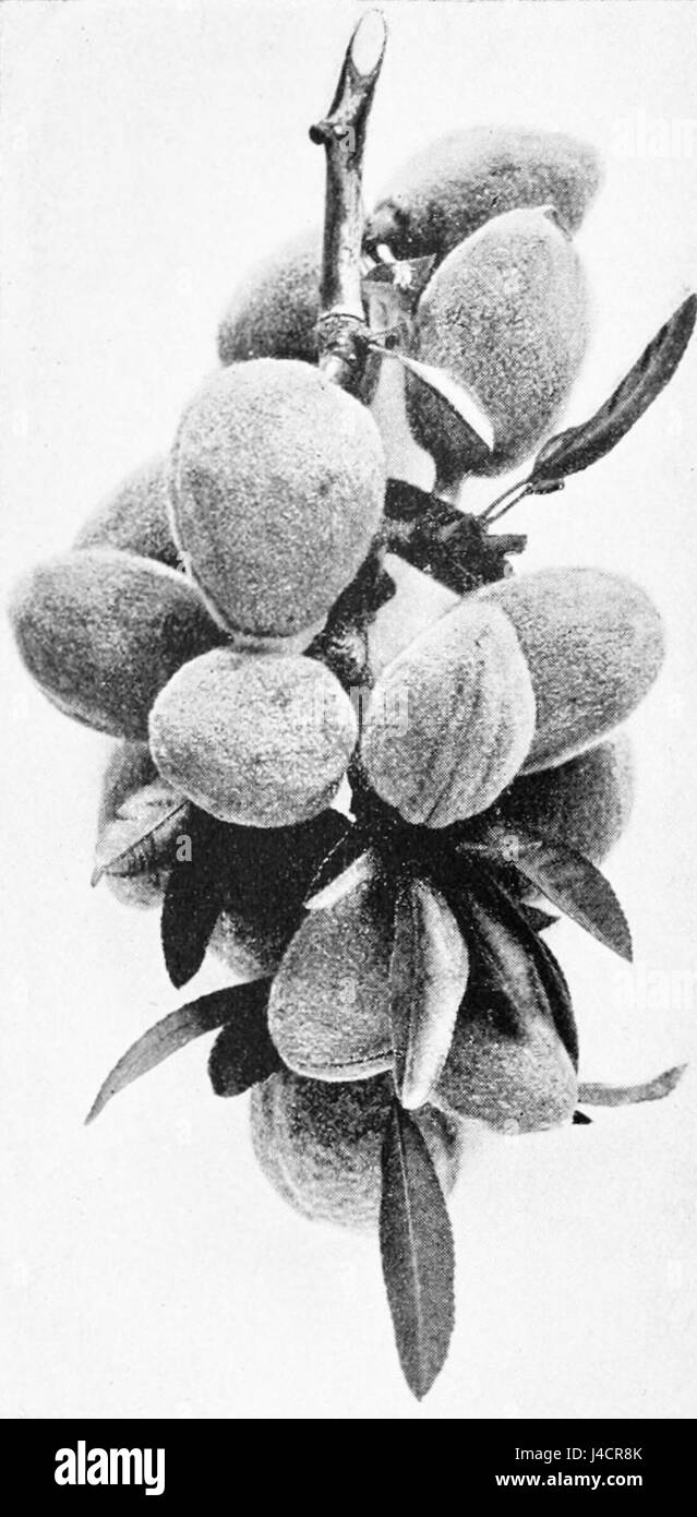 This illustration from the *Popular Science Monthly* depicts an almond ...