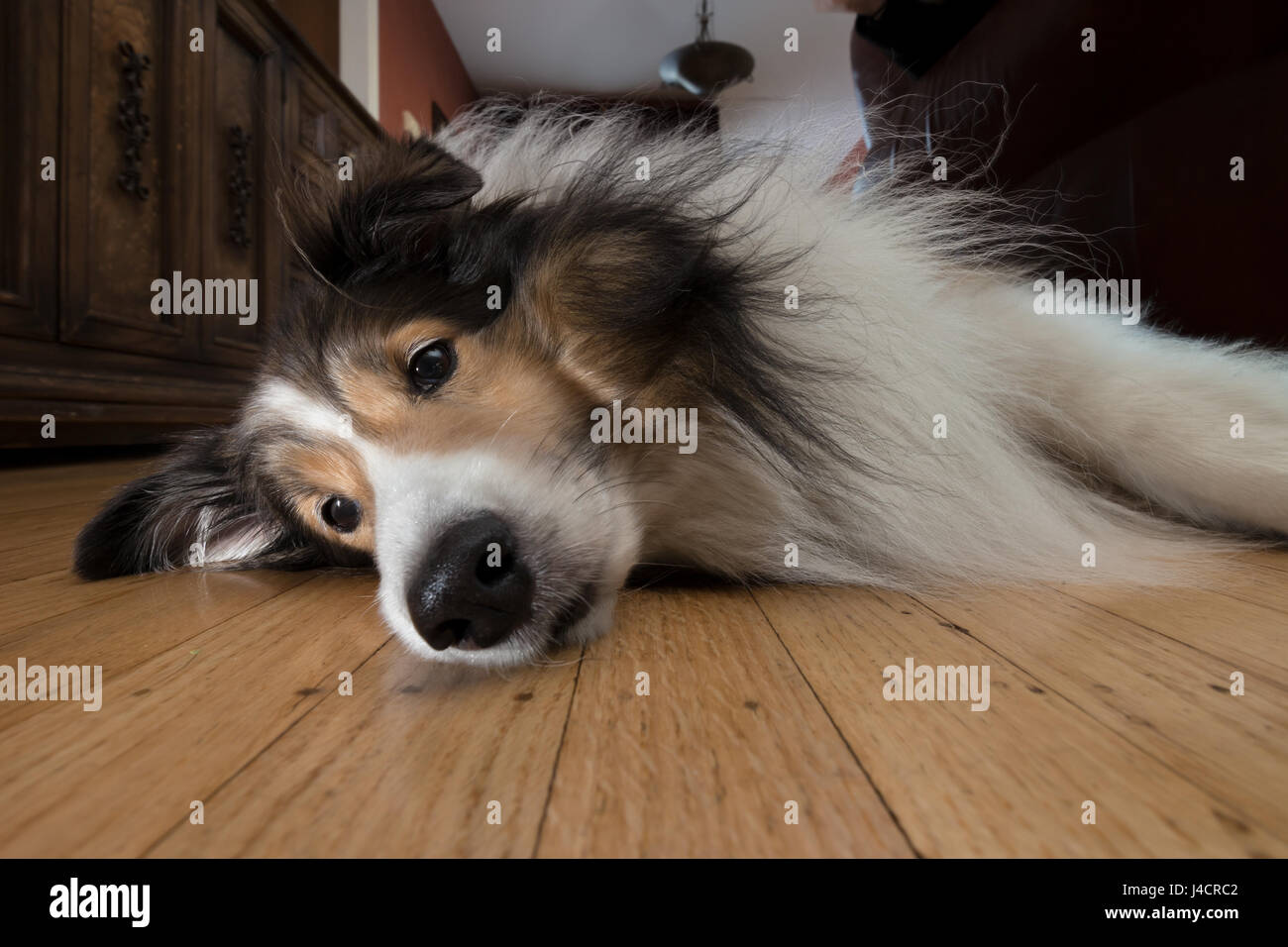 Shelty dog lies on floor looking tired and sleepy Stock Photo - Alamy