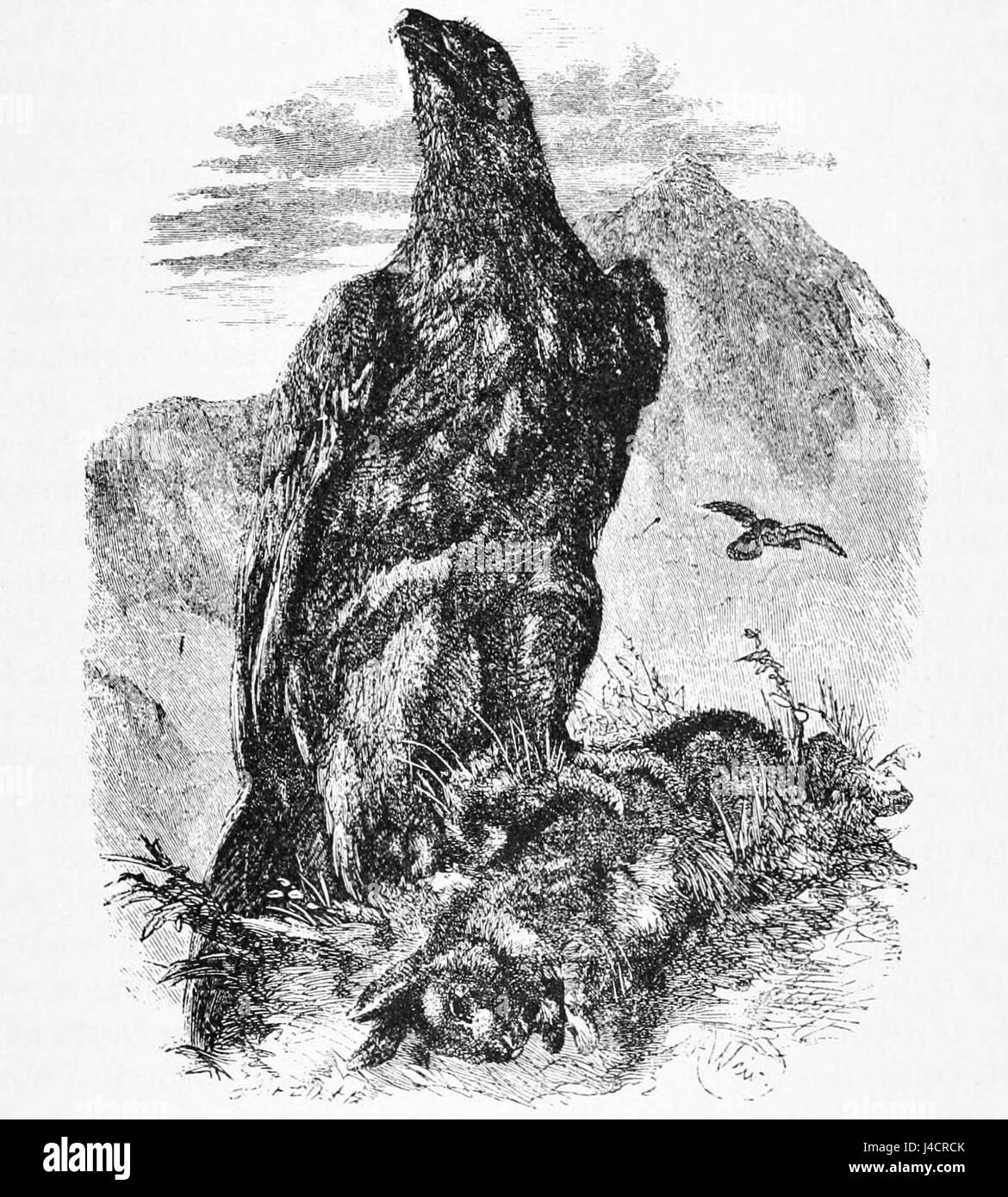 Aquila chrysaetos birds Black and White Stock Photos & Images - Alamy