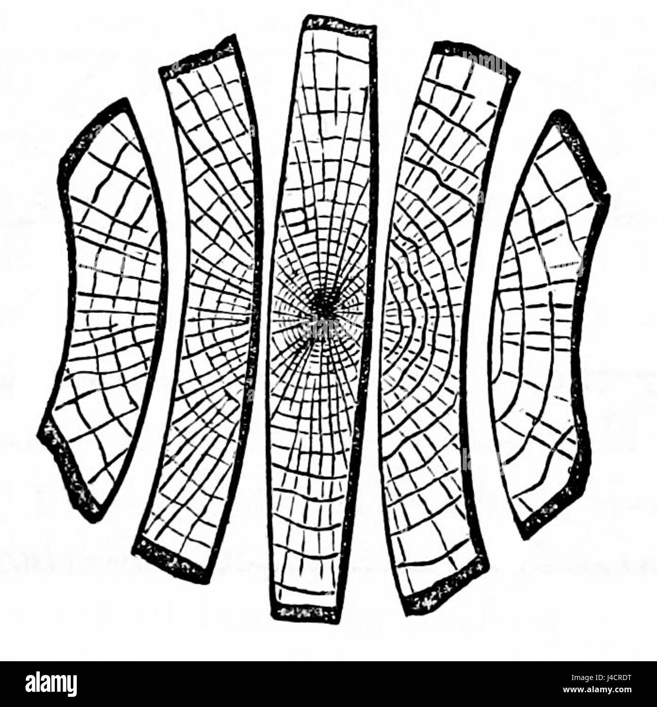Forest science cross section Black and White Stock Photos & Images - Alamy