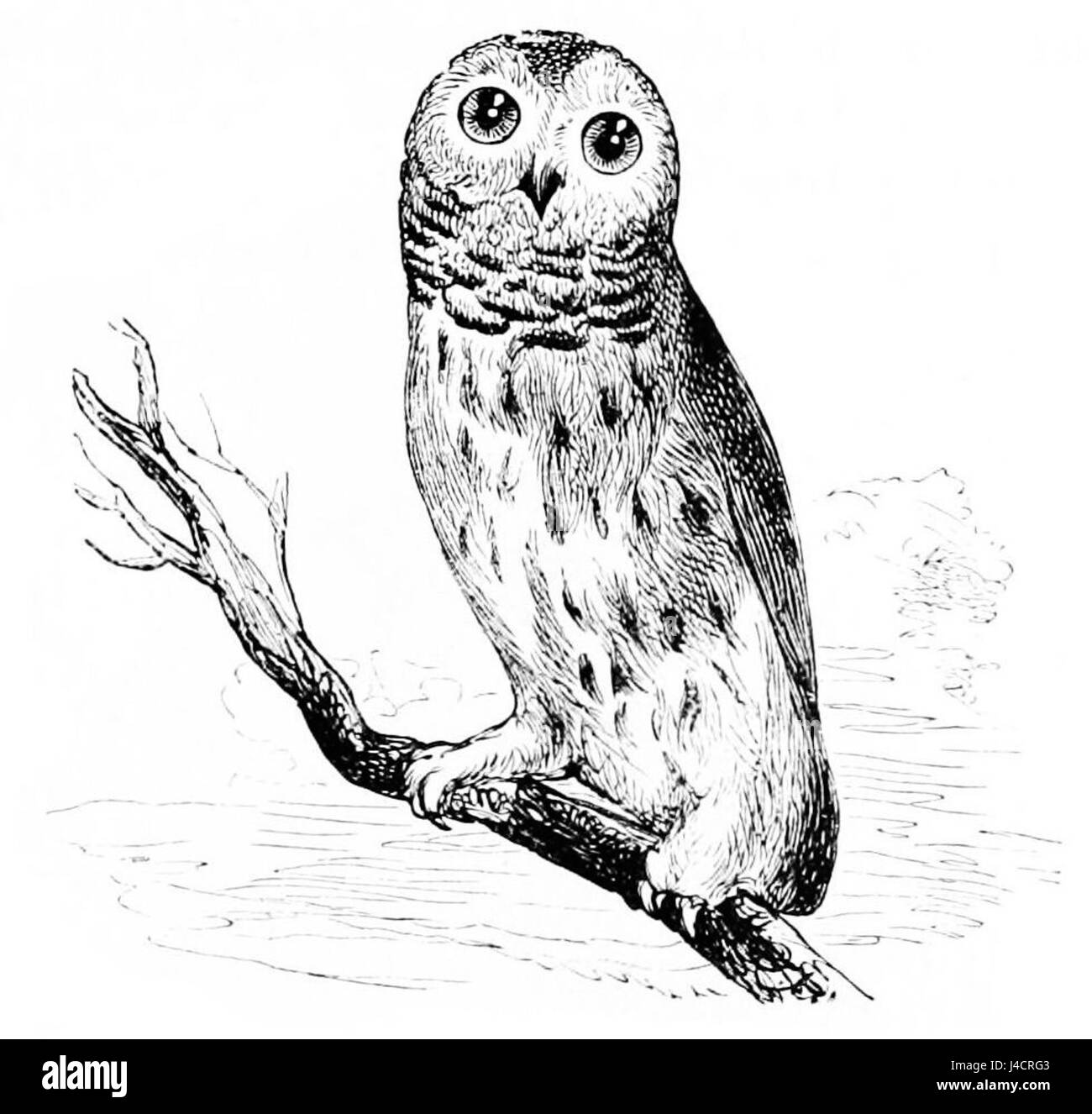 Photography of an owl Cut Out Stock Images & Pictures - Alamy