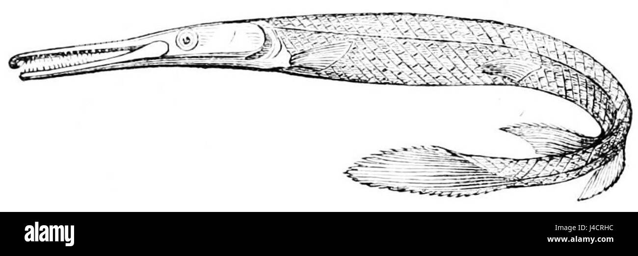 Gar pike hi-res stock photography and images - Alamy