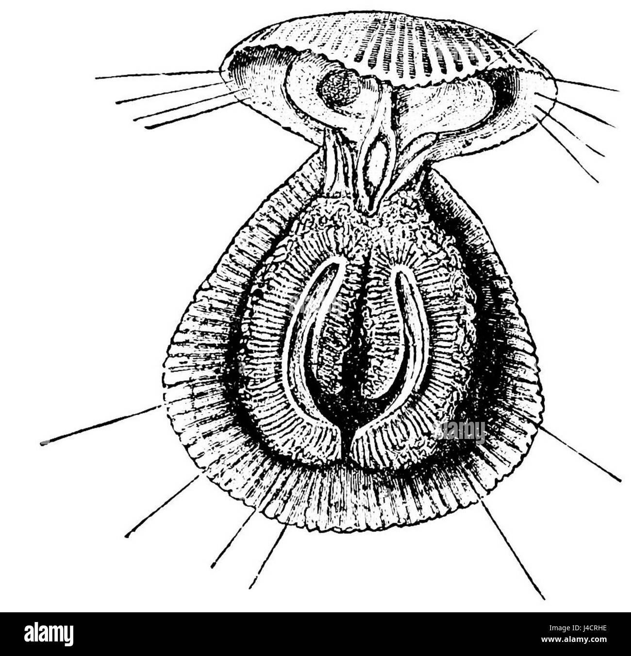 Brachiopod Drawing