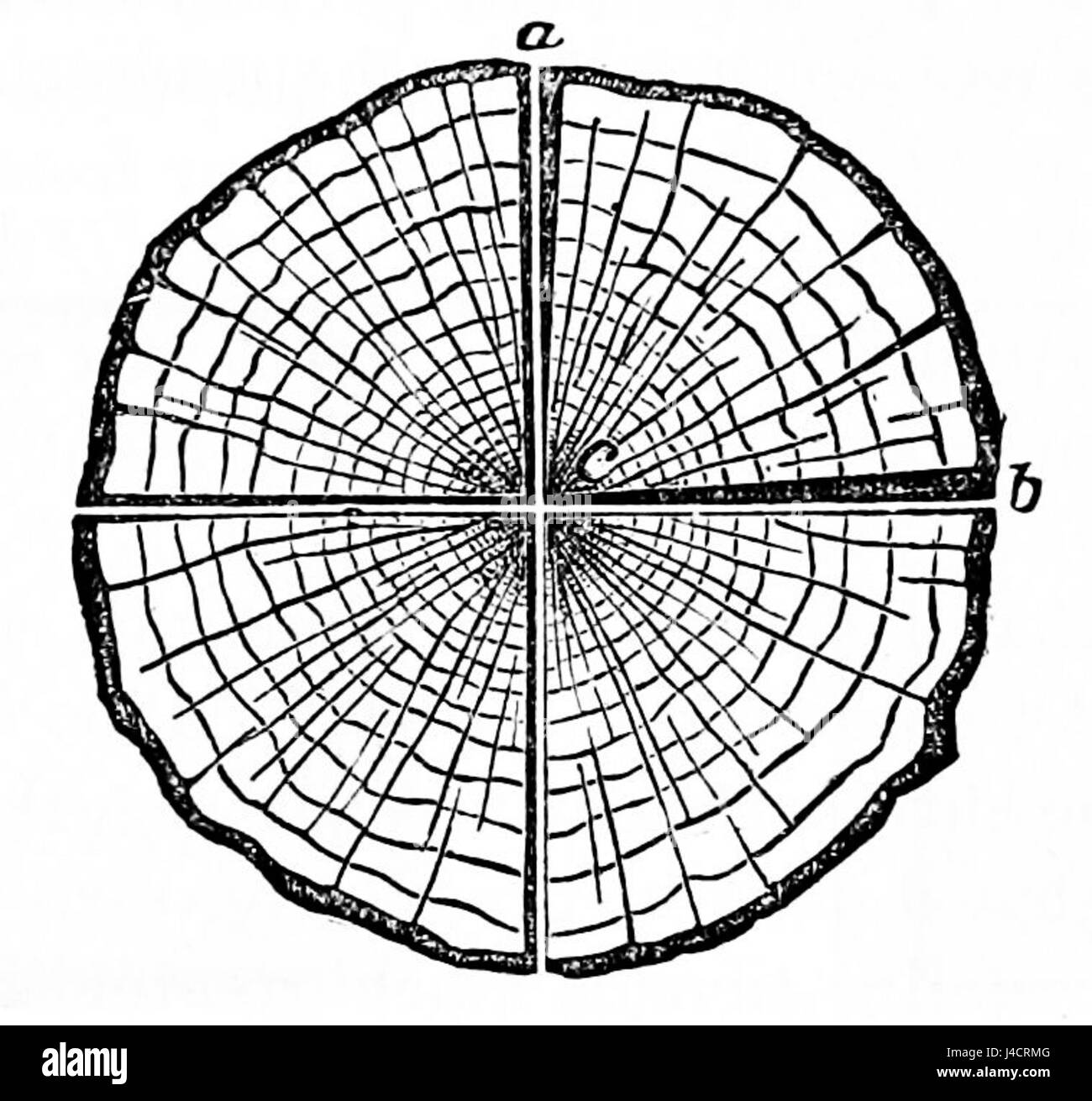 PSM V02 D605 Cross section of dried lumber 1 Stock Photo - Alamy
