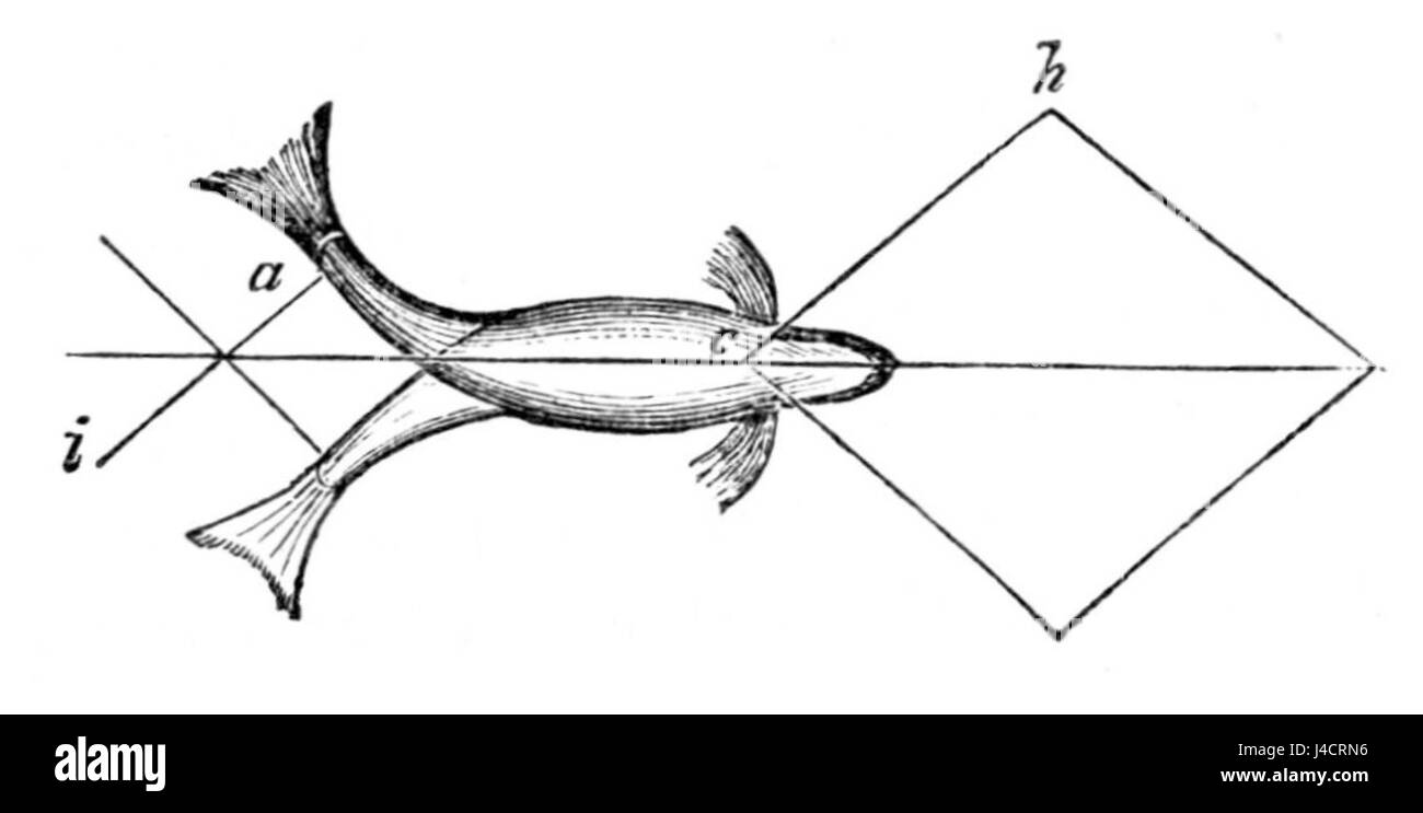 The image 'Swimming of the Fish' from PSM V04 D553 depicts aquatic life ...