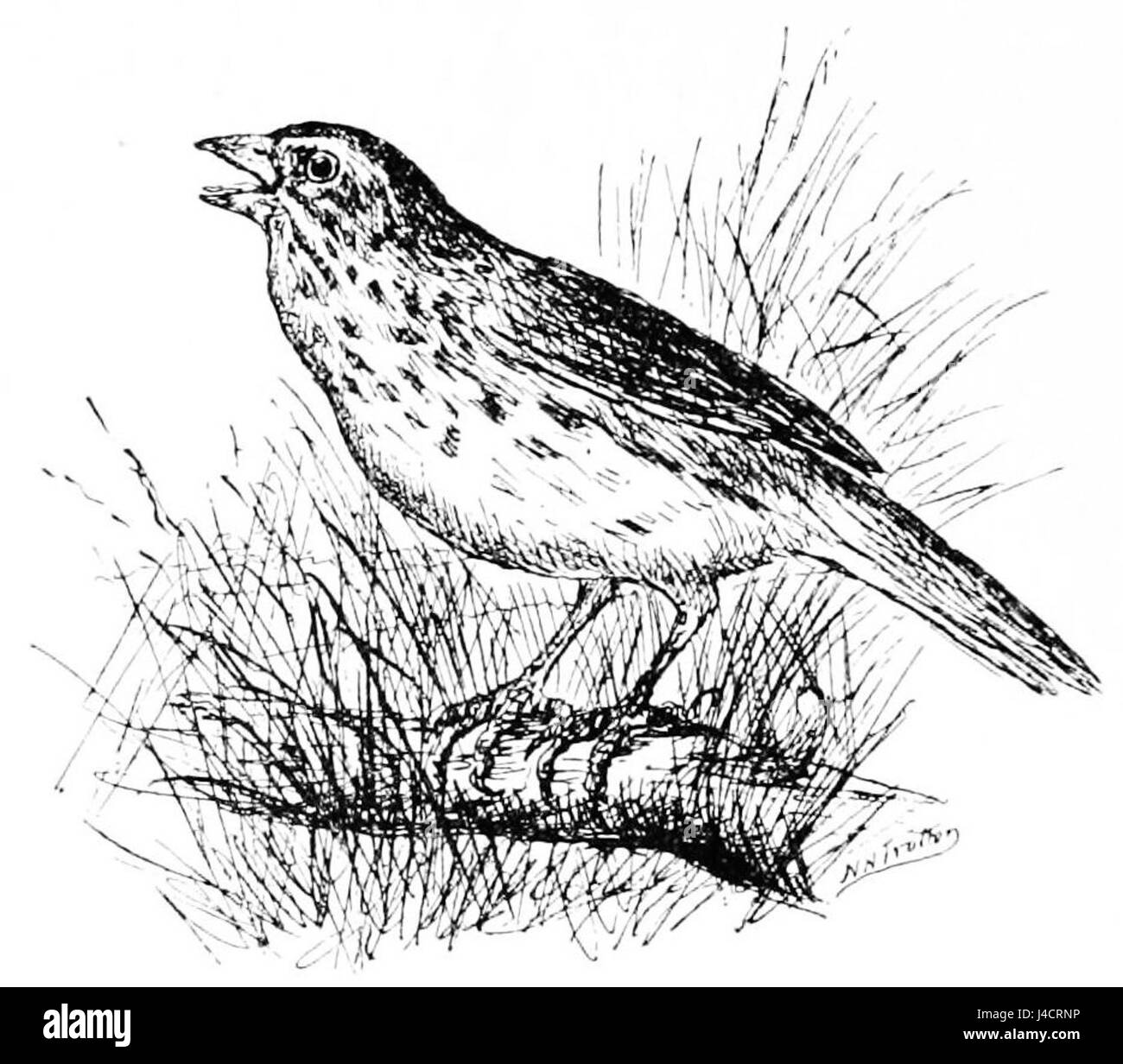 Savanna sparrow Cut Out Stock Images & Pictures - Alamy