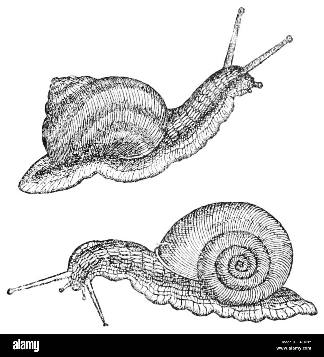 This engraving from PSM V47 D067 depicts various species of snails as ...