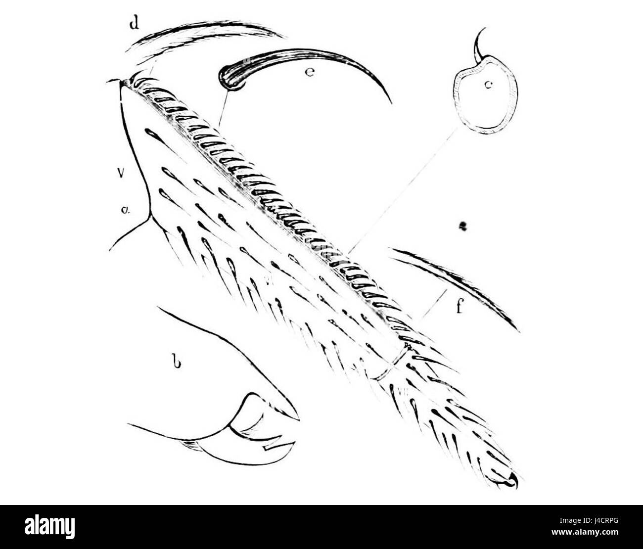 This image from the Popular Science Monthly (PSM) Volume 6, depicts ...