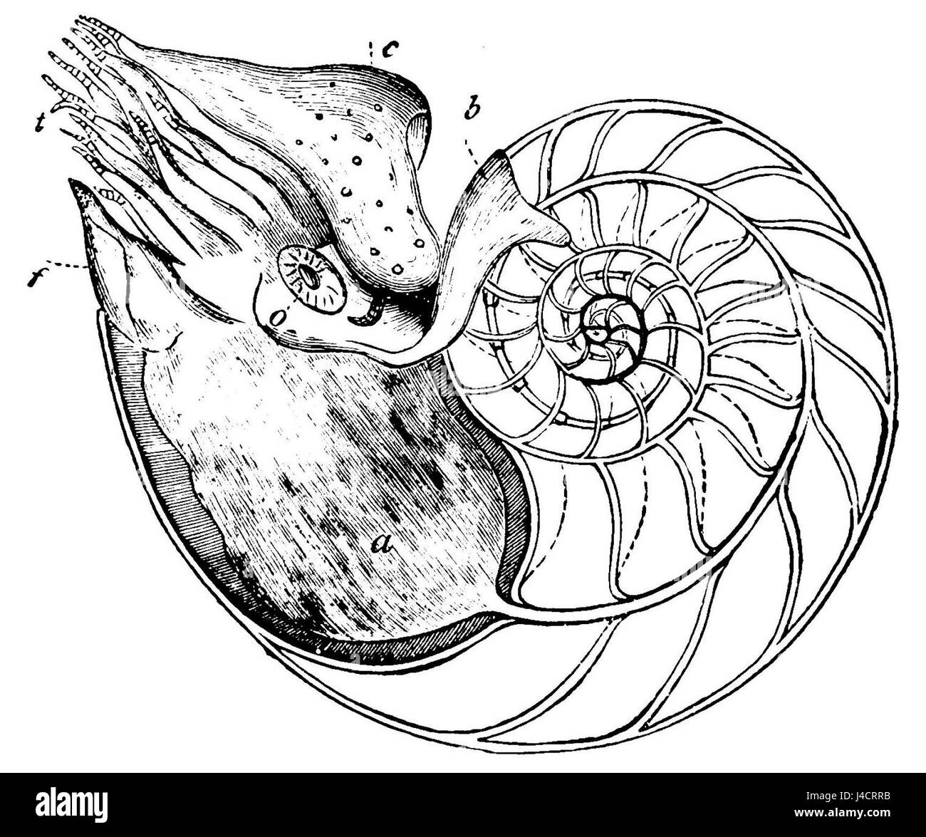 The Pearly Nautilus, referenced in PSM V19 D236, is a marine mollusk ...
