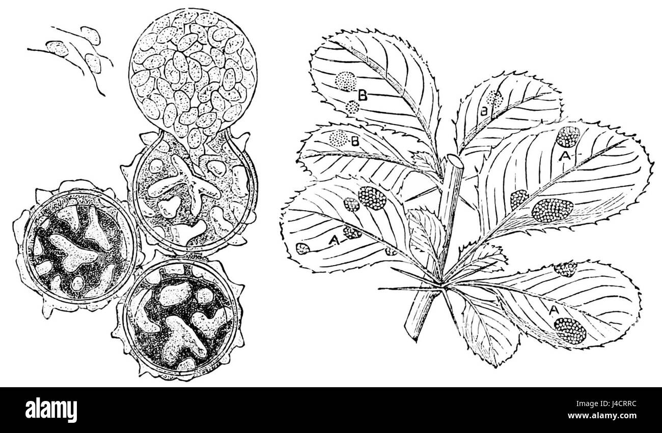 PSM V26 D634 Spores of white mold and barberry leaves with cluster cups ...