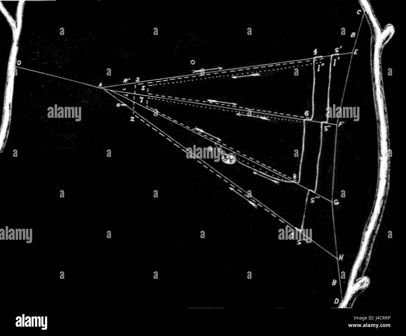 PSM V06 D669 Net in process of formation Stock Photo - Alamy