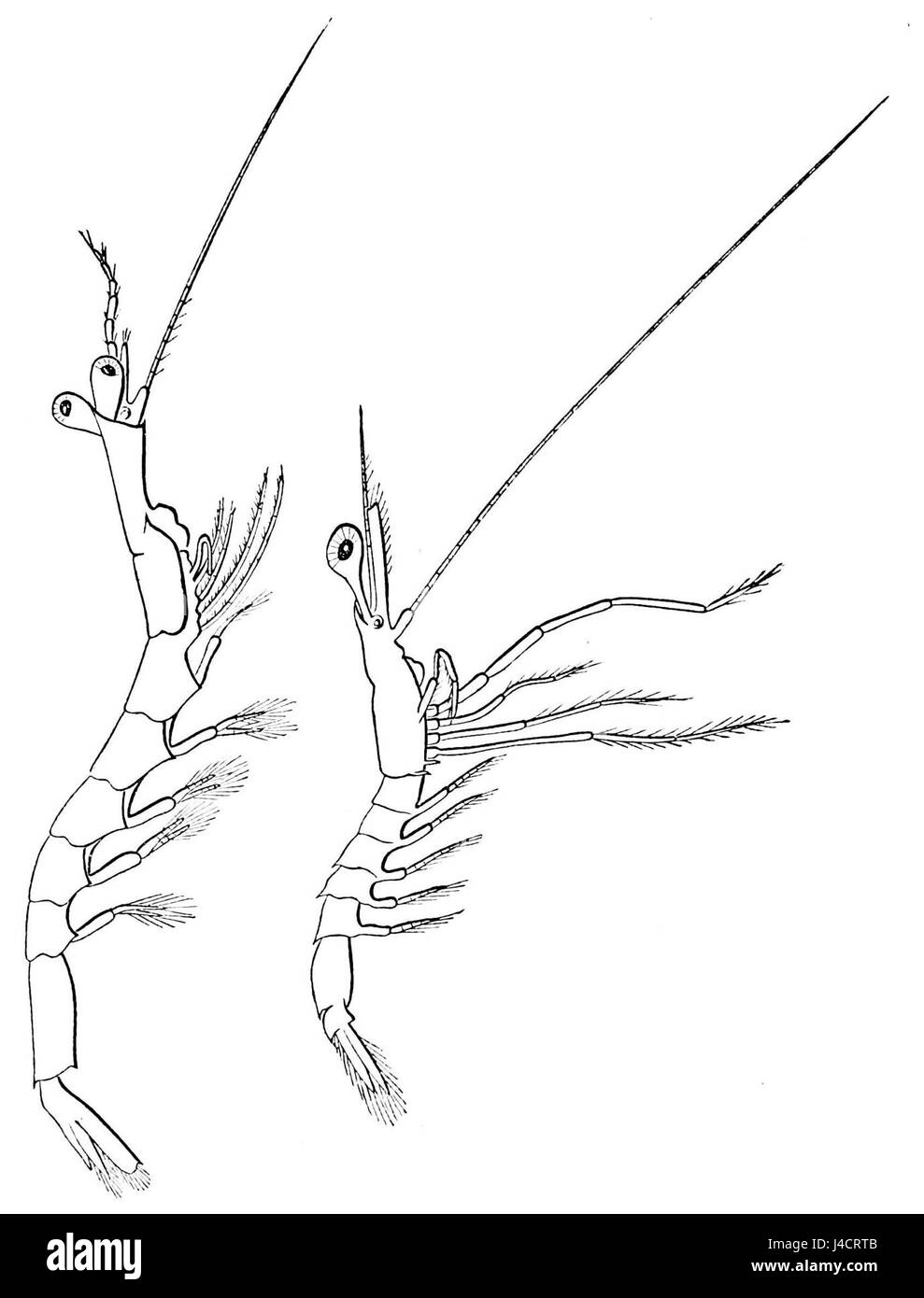 Shrimp anatomy Black and White Stock Photos & Images - Alamy