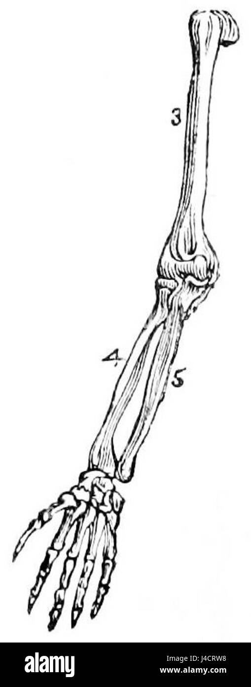 Human arm Black and White Stock Photos & Images - Alamy