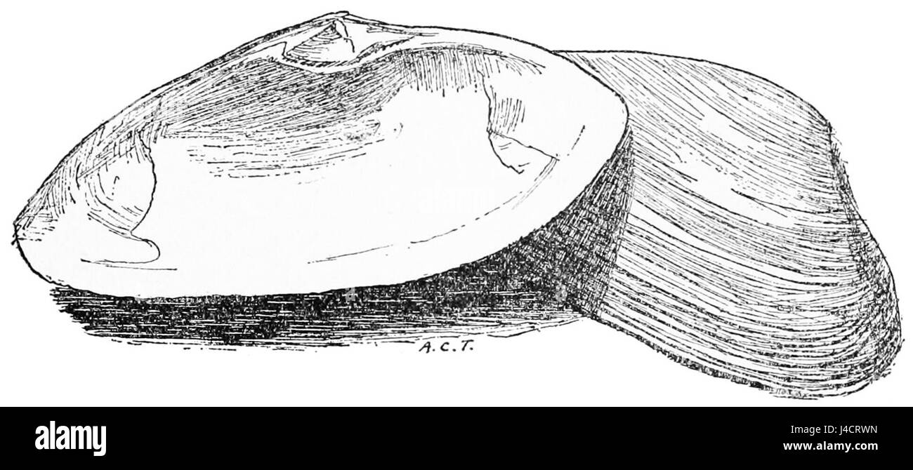 This image illustrates a clam shell, showing distinct growth lines and ...