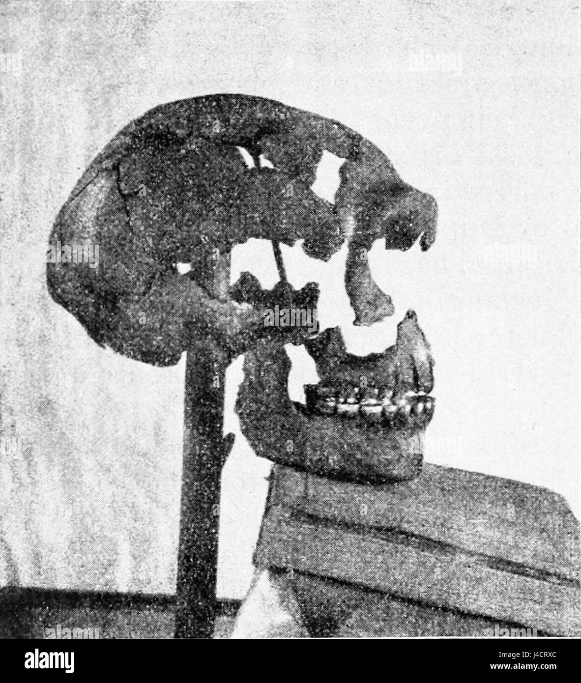 Neanderthal prehistoric man in Black and White Stock Photos & Images ...