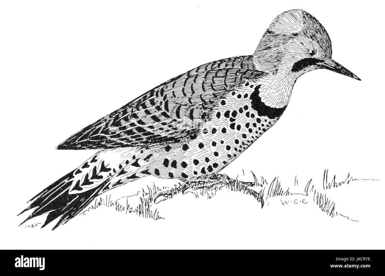 Winged natural Cut Out Stock Images & Pictures - Alamy