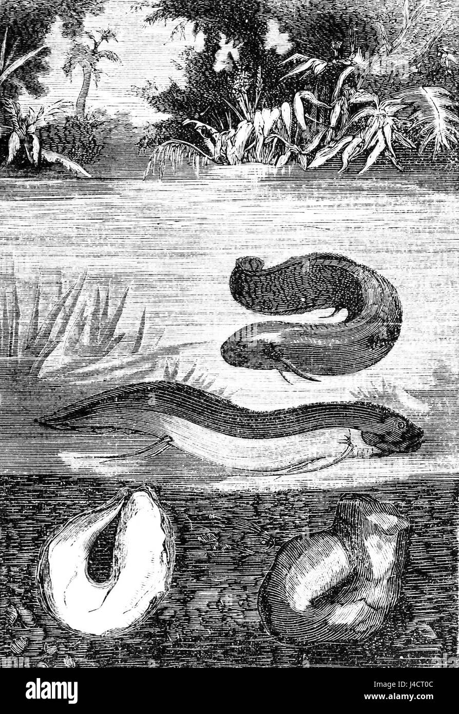 Amphibious fishes hi-res stock photography and images - Alamy