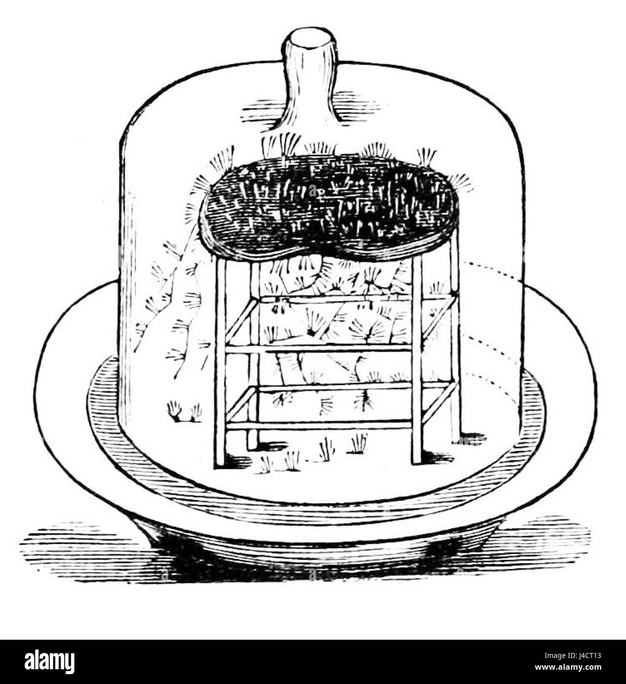 Old mould Cut Out Stock Images & Pictures - Alamy