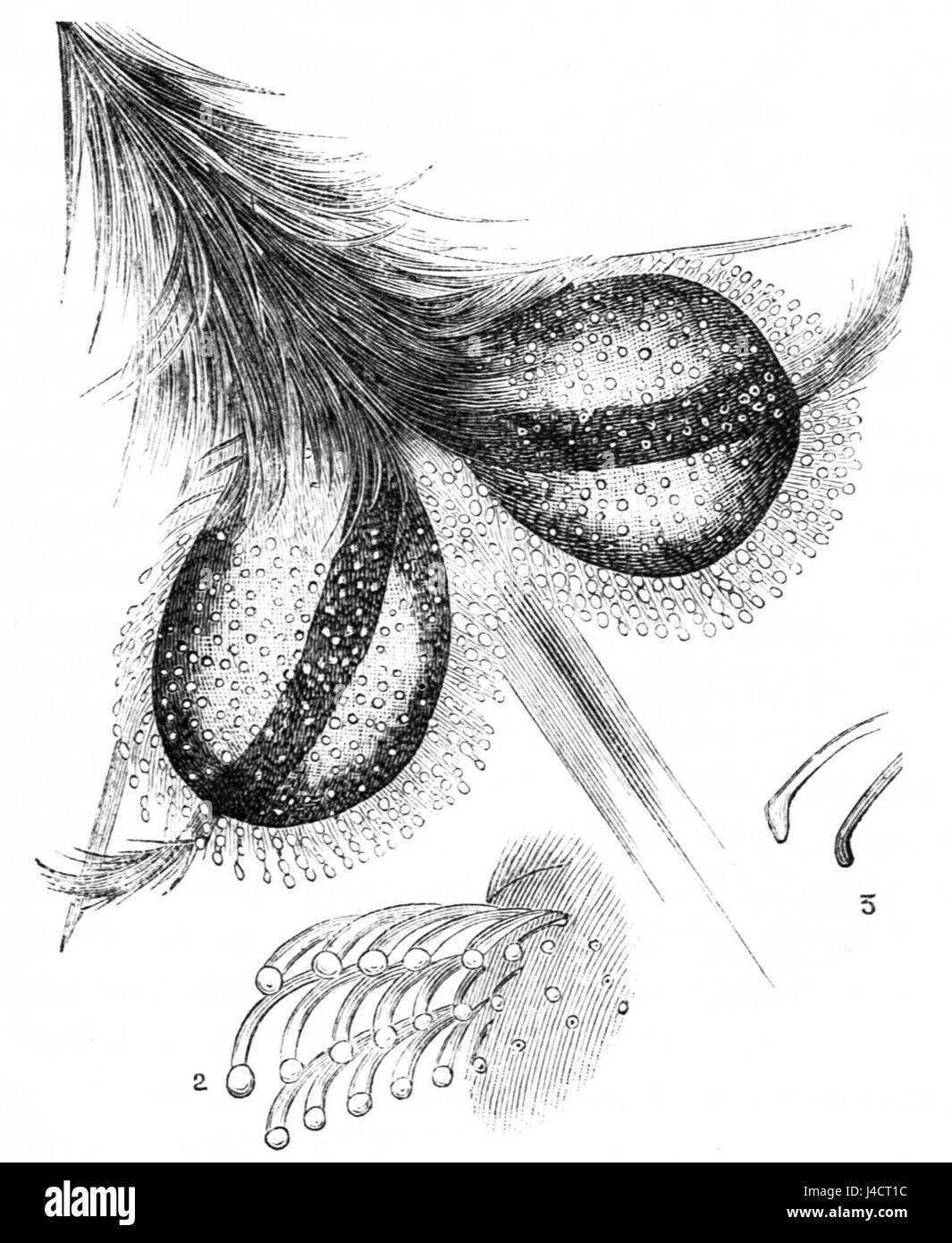 Detailed anatomical features labeled Black and White Stock Photos ...